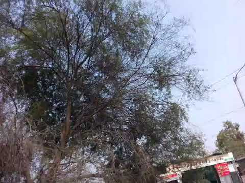 Tree fall down on road.Aundh,Pune,Maharashtra ,State,India - YouTube
