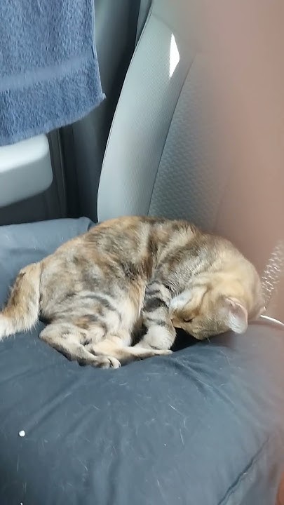 Precious Pussycat Show Cat Nap Cat Catlover Purrfect Youtube