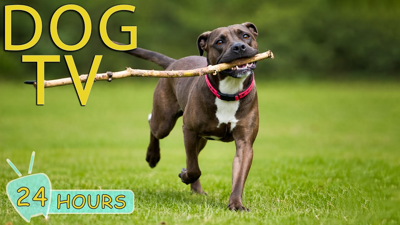 DOG TV: Ultimate Videos for Dogs to Watch Help Entertain All Day When ...