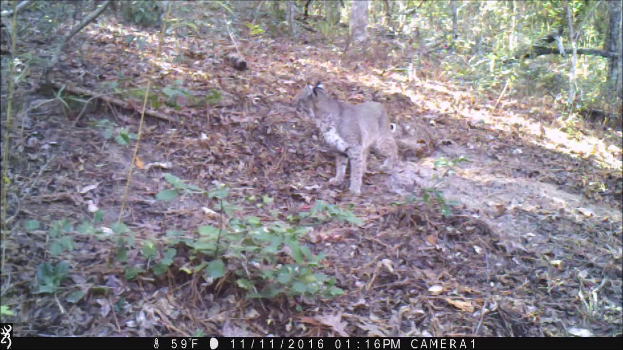 Missed bobcat predator trapping in East Texas - YouTube