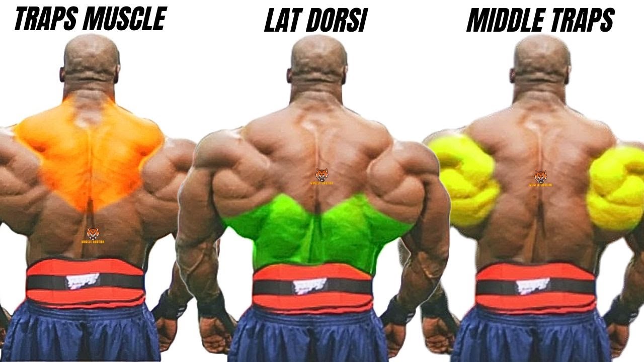 TOP 5 LAT MIDDLE BACK AND TRAPS WORKOUT AT GYM - YouTube