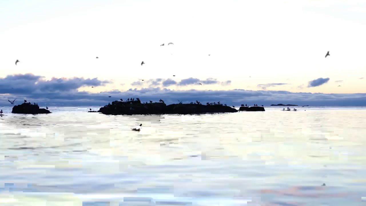 Busy Birds | Sunrise | Time lapse | - YouTube