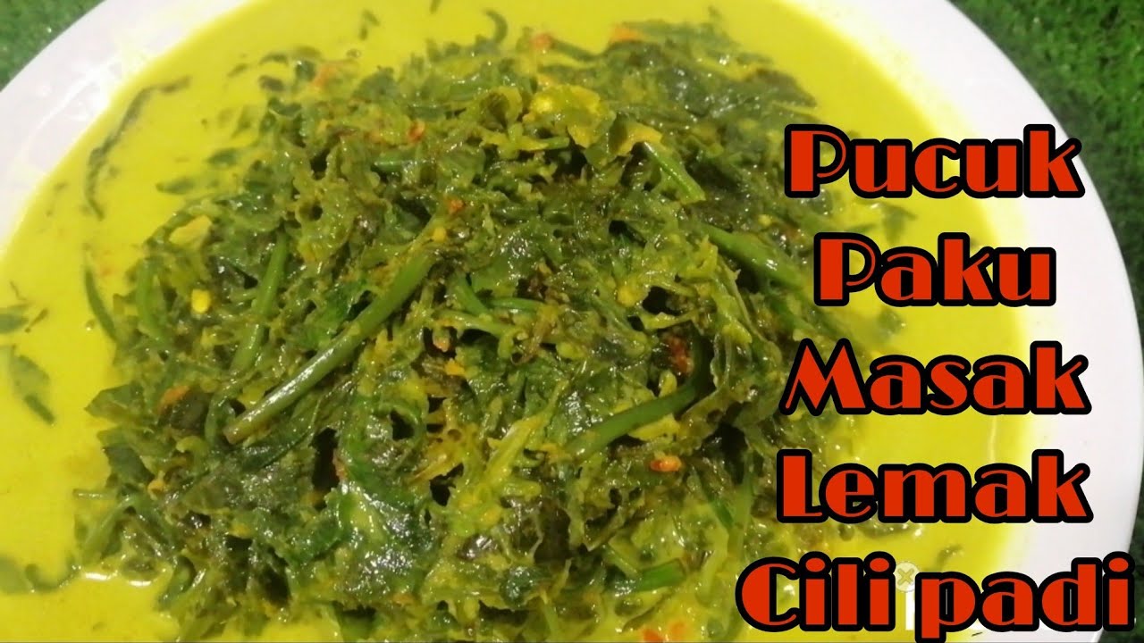 pucuk paku masak lemak cili padi - YouTube