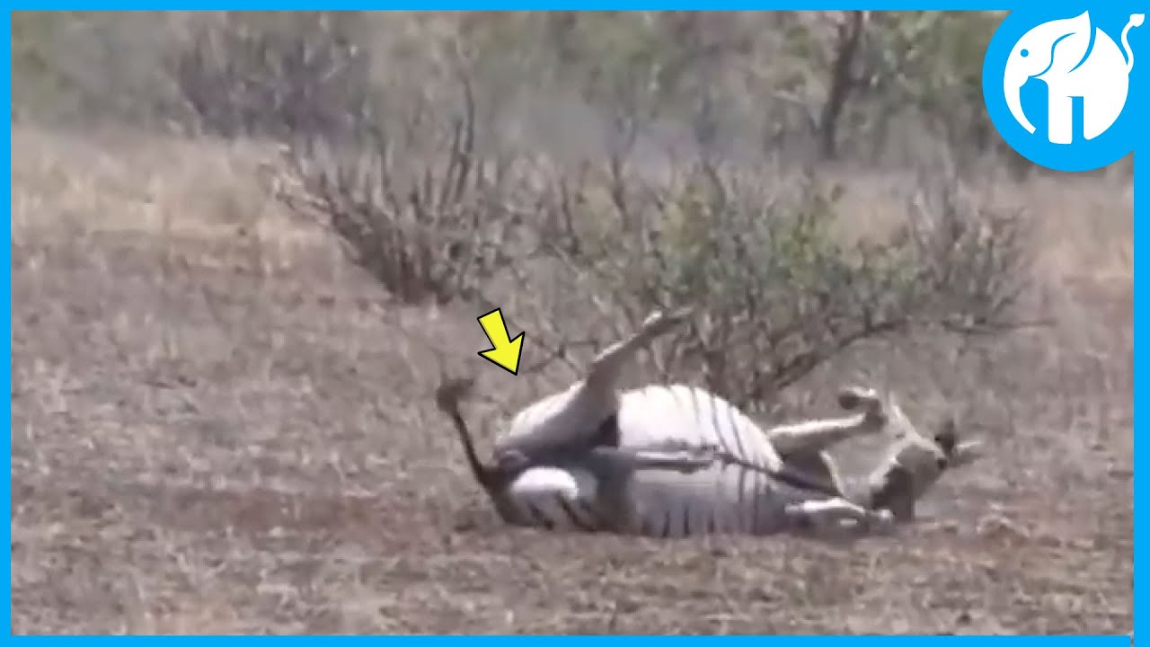 ZEBRA DANDO A LUZ E O QUE ACONTECE A SEGUIR É ASSUSTADOR - INSTINTO ...