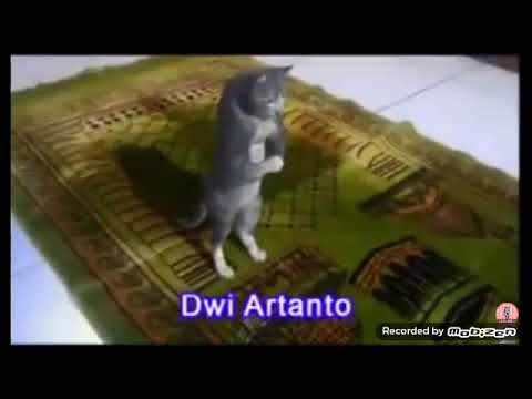 Namaz kılan kedi (kopmali)
