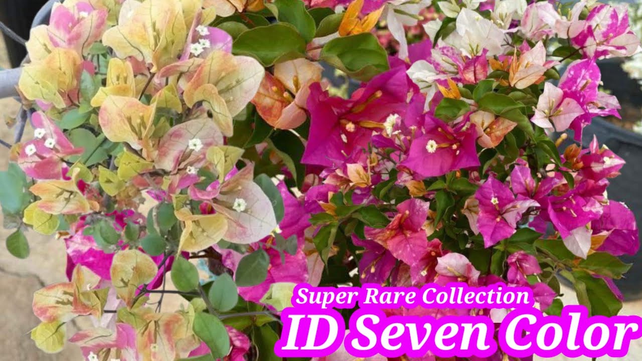 ID Seven Color / Bougainvillea Garden / Flowers Bloom / Rare Collection ...