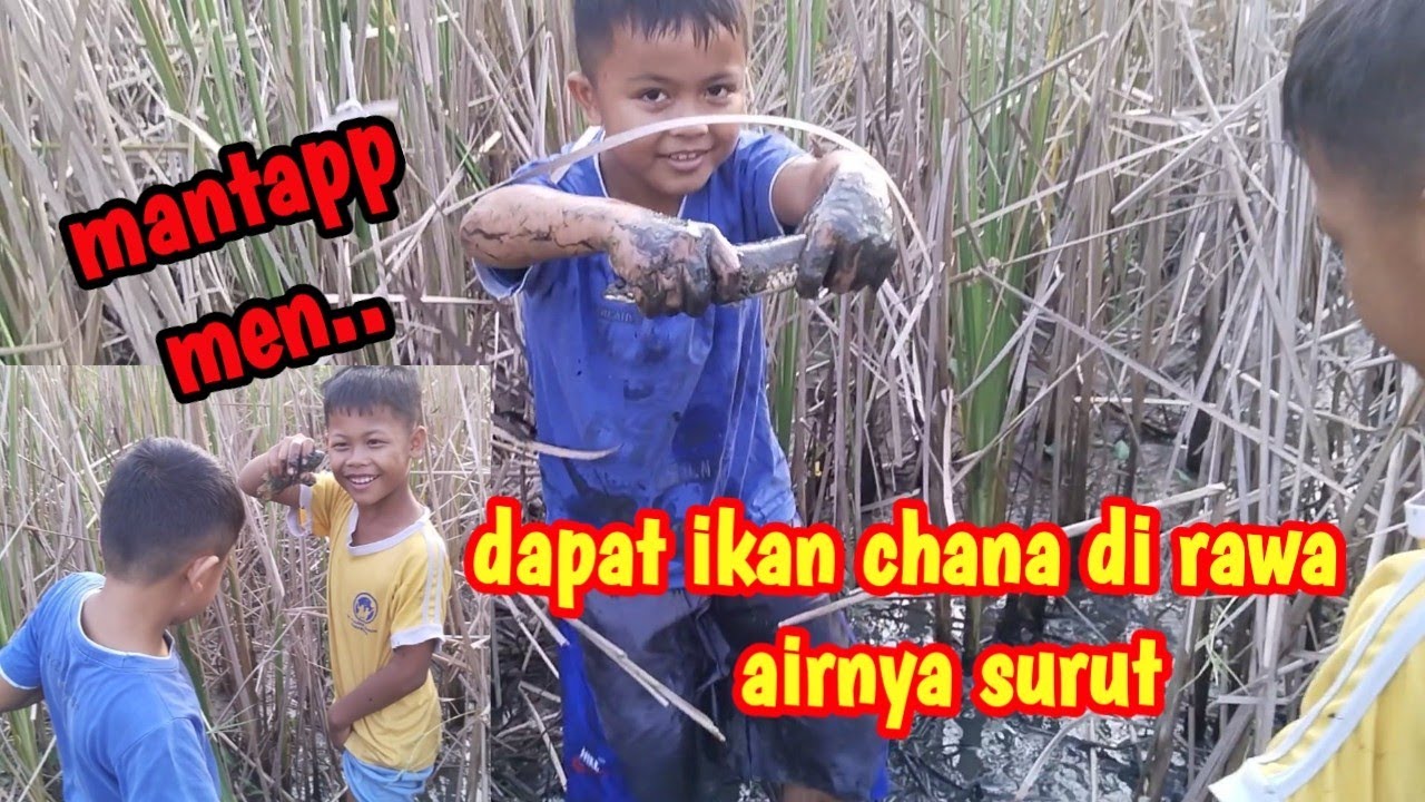 cari ikan di rawa kering. - YouTube