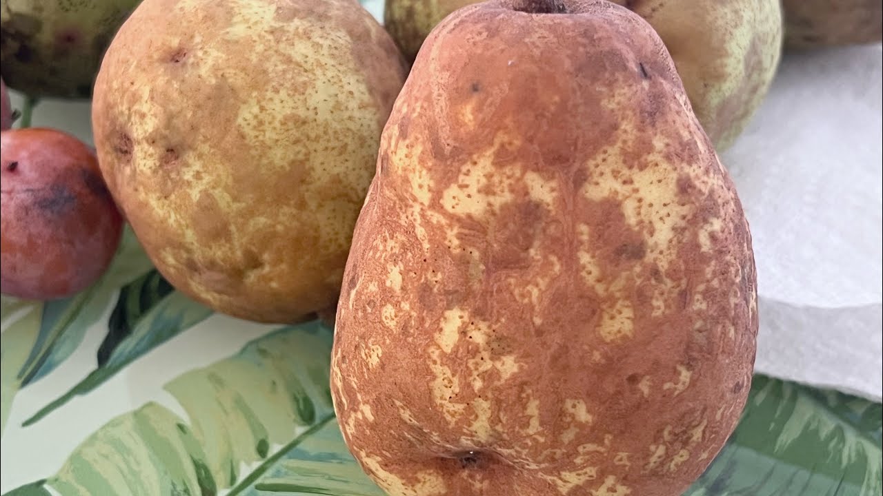 Planting Food. Wherever you are, plant a native fruit tree. - YouTube