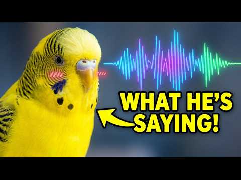 What is Your Budgie Saying? Decoding Secret Bird Sounds