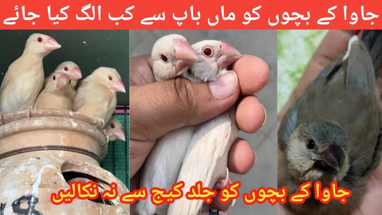 How to separate java sparrow Babies with Parents | java finch k bachon ...