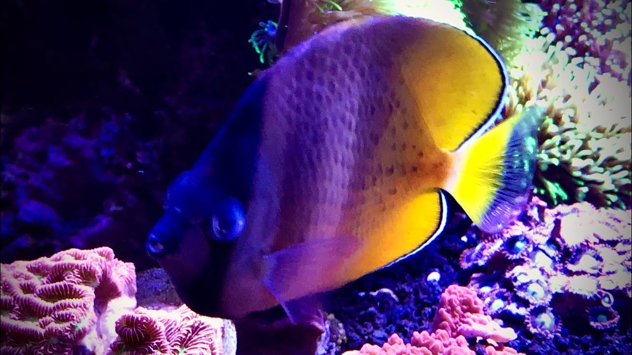 Klein’s Butterfly Fish with Cloudy Eye, Again - YouTube
