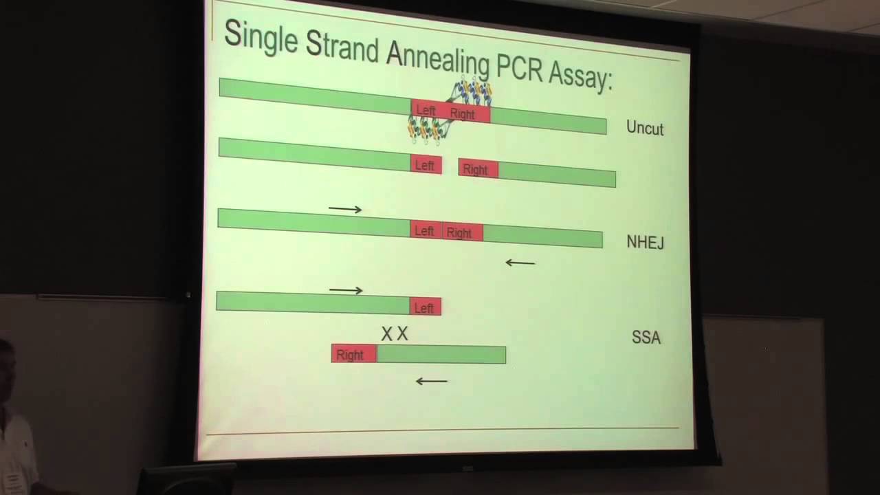 Design and Validation of Engineered Nucleases for...- Thomas Cradick ...