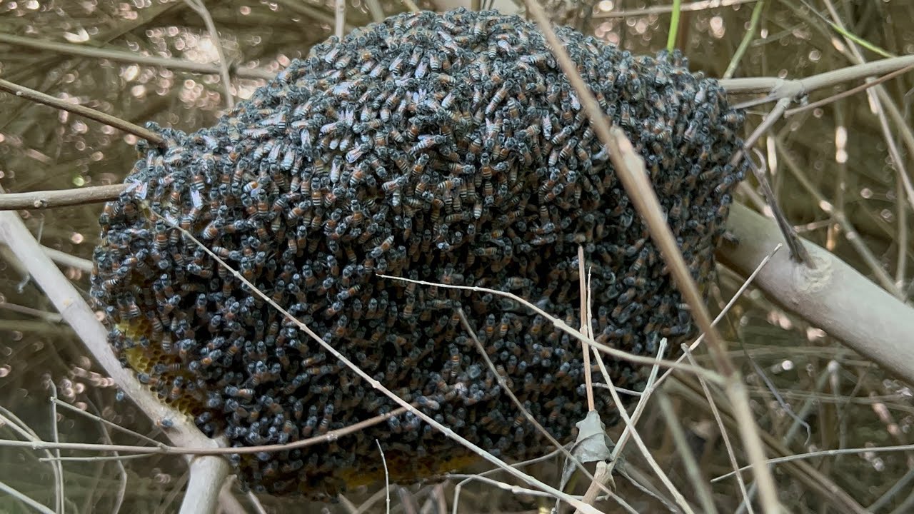 Wild Honey Harvesting From Tree | Easy & Safe Honey Collecting Method ...