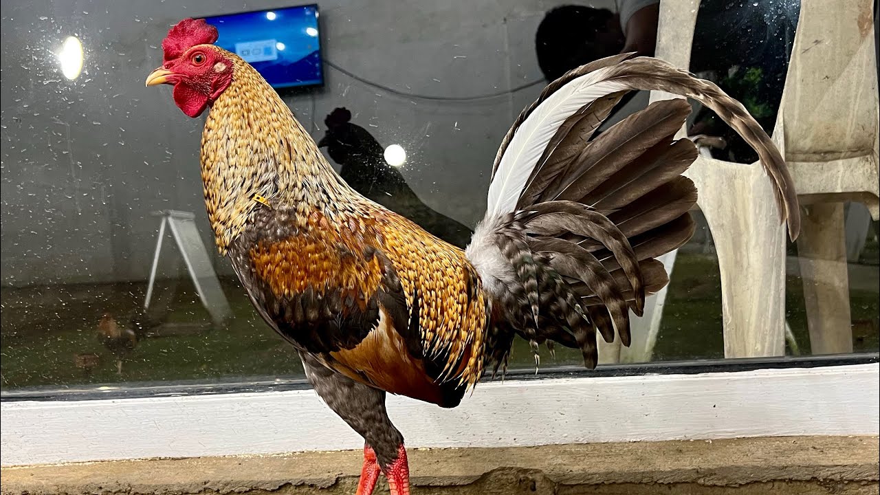 Yellow Legged Hatch Dom. Ayoko nalang mag talk hehe #national #viral # ...