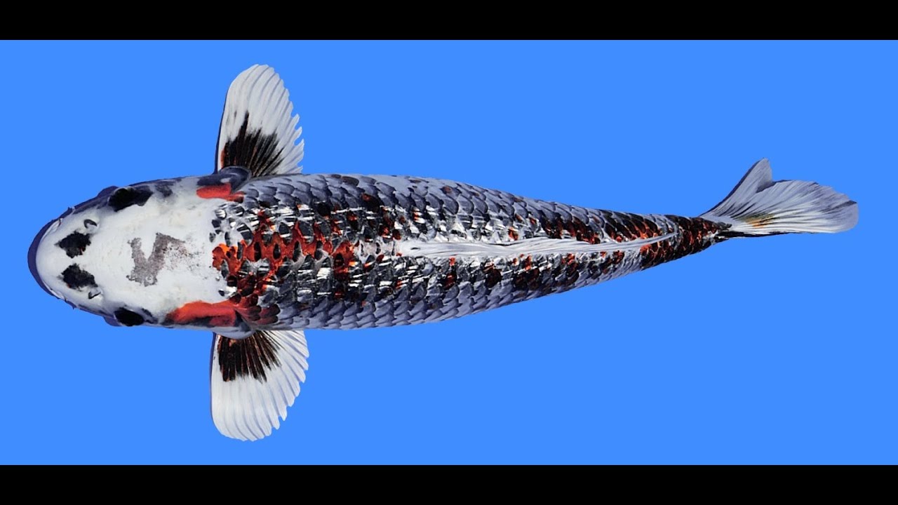 Ginrin Ginga Ozumi Ikarashi 50cm Sansai Female - YouTube