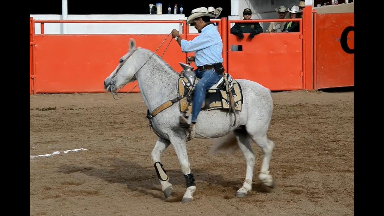 Western Pleasure Andalusian Horses
