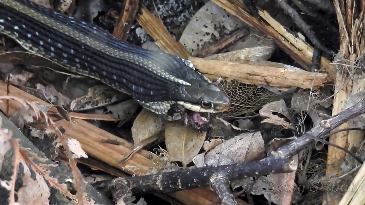 NatGeo Moment (snake vs. frog) - Wakodahatchee - November 22, 2017 ...