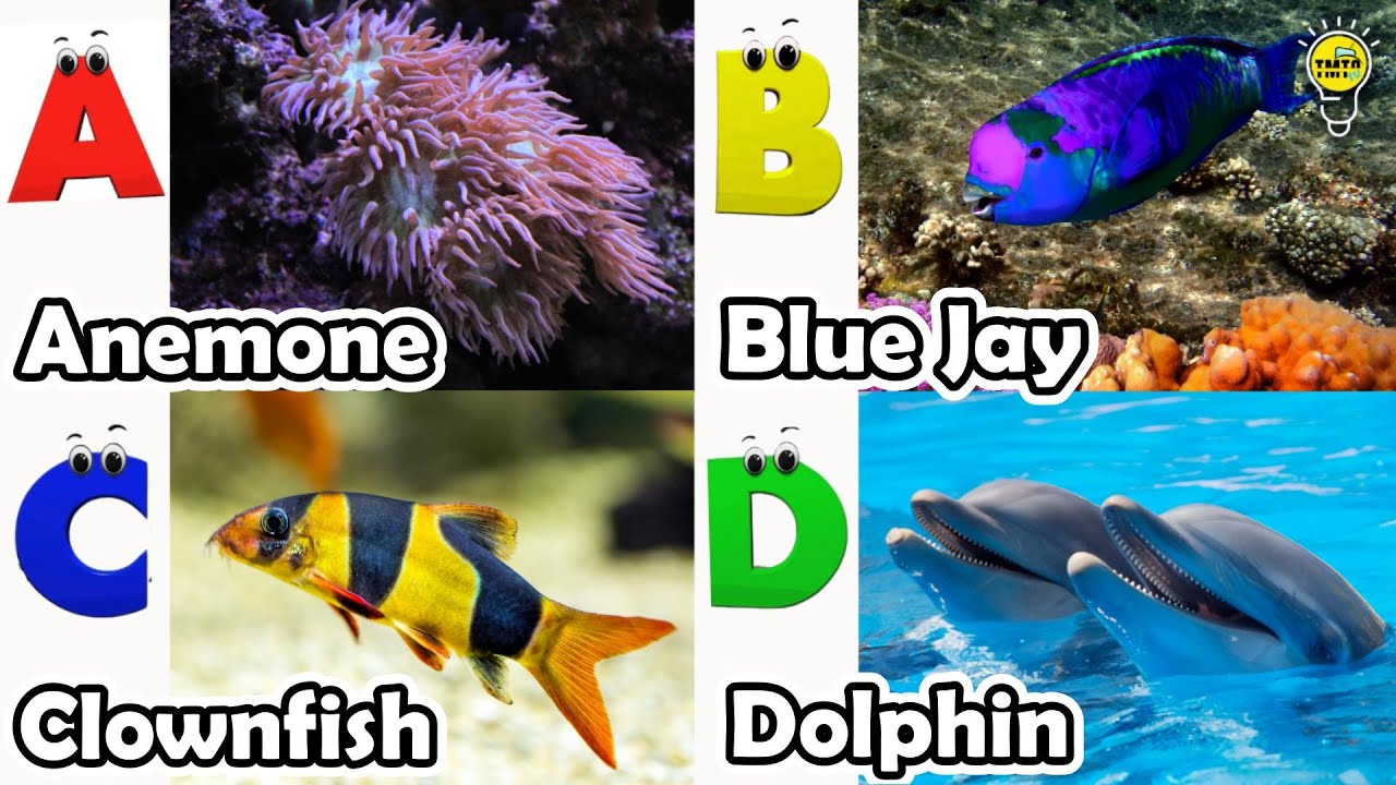 Sea Animals phonics song for toddlers| Alphabet phonics song for kids ...