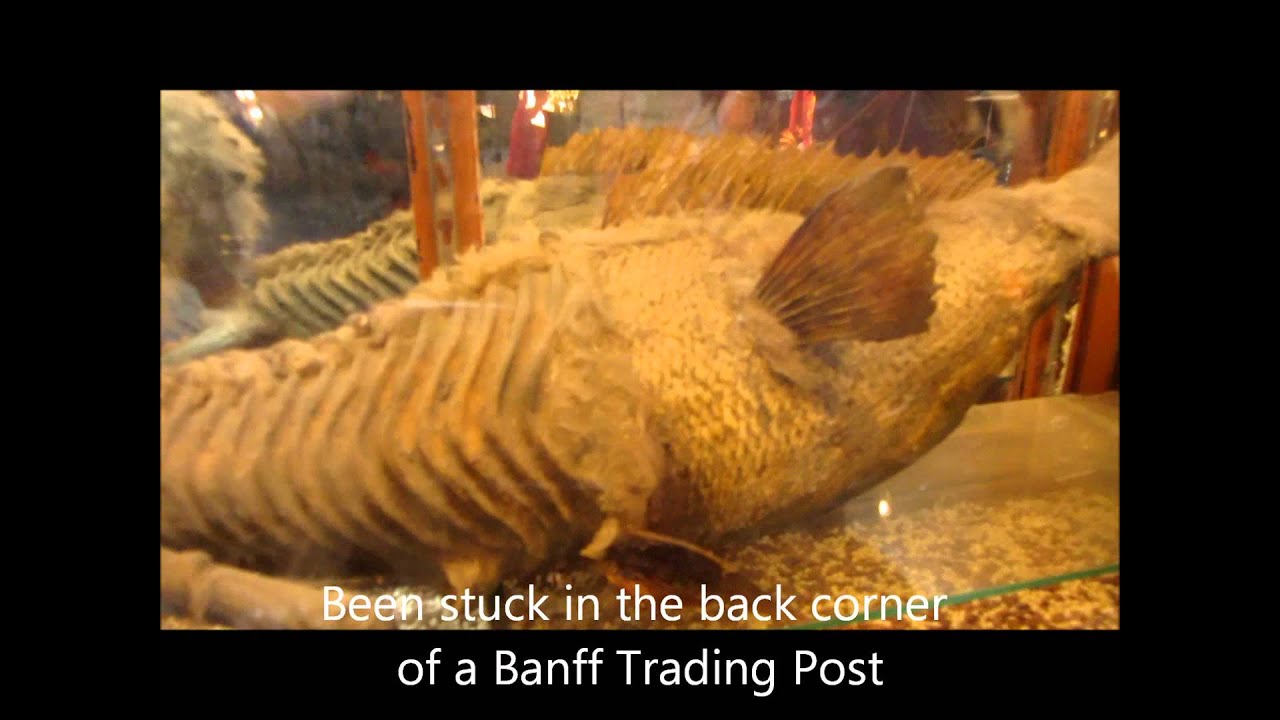 Mermaid - Merman - YouTube