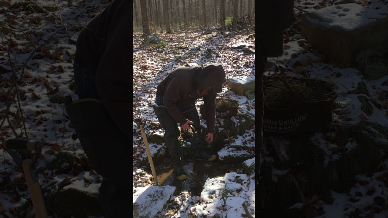 Spring Hole Set for Red Fox - YouTube