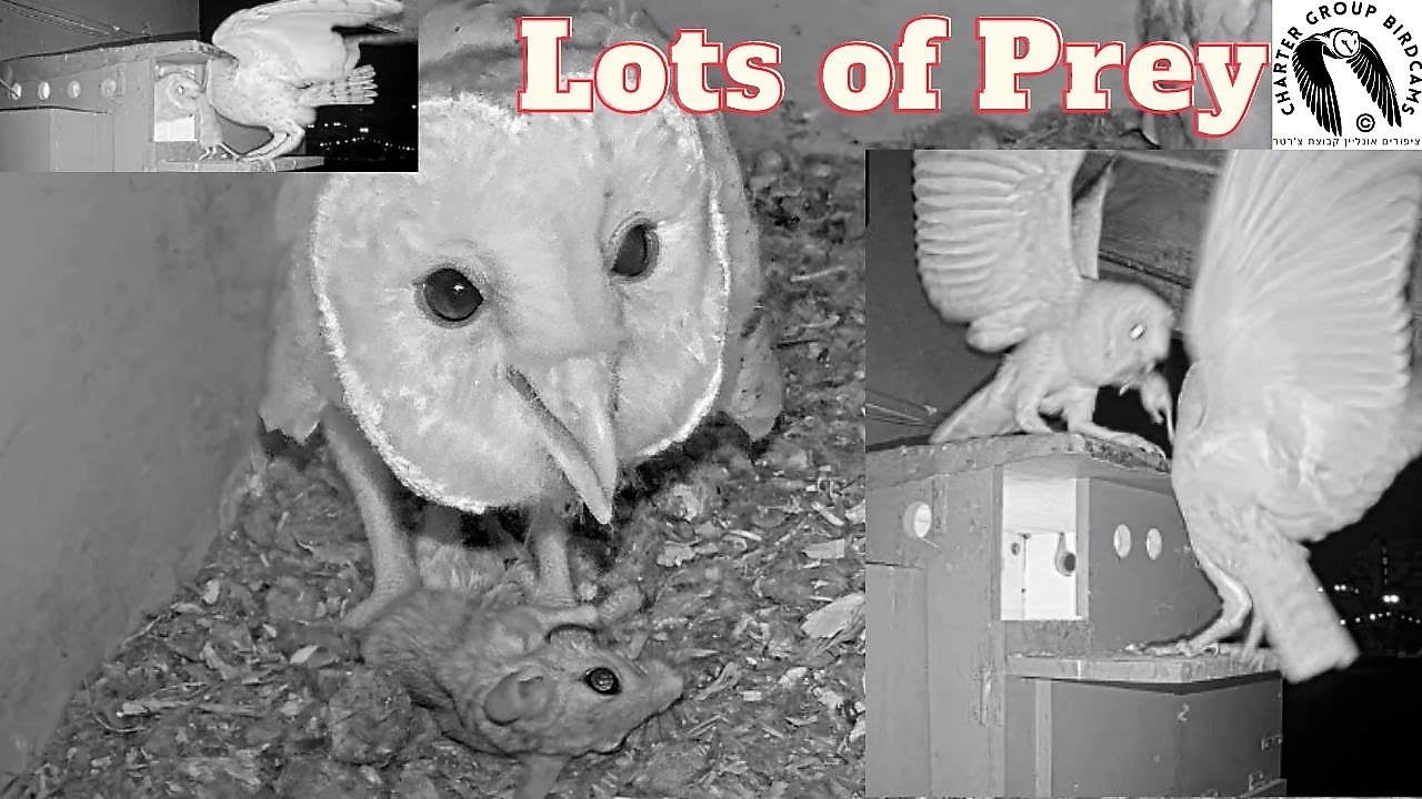Feeding Frenzy: Barn Owl Nestling Eats Two Rodents in 90 Seconds! - YouTube