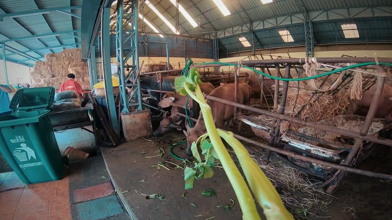 FEEDING THE BUFFALO - YouTube