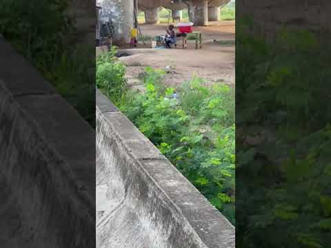 #tranding #ghana Fufu preparation beneath the overpass at Mallam ...