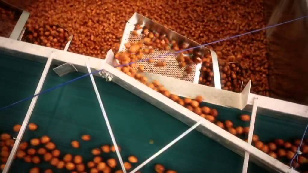 Australian walnut production is growing at a cracking pace. - YouTube