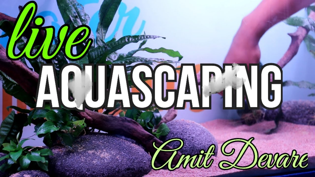 live aquascape | aquascaping tutorial | Amit Devare | aquascaping for ...