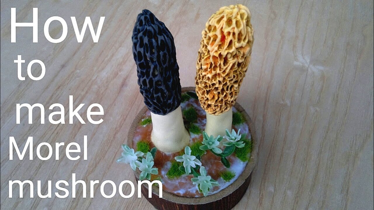 Making Morel Mushroom Morchella DIY | How to make mushrooms | Mushrooms ...