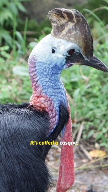 Cassowary: The World's Most Dangerous Bird | Deadliest Bird Facts ...