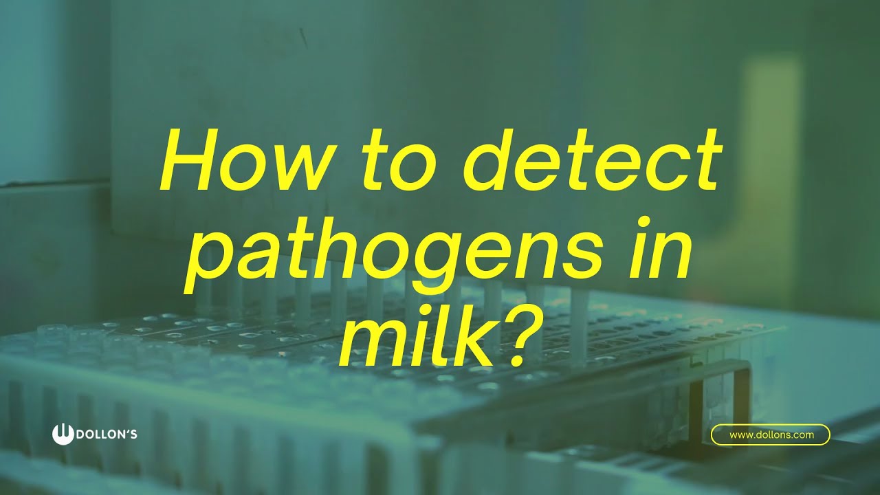 How to detect pathogens in milk? - YouTube