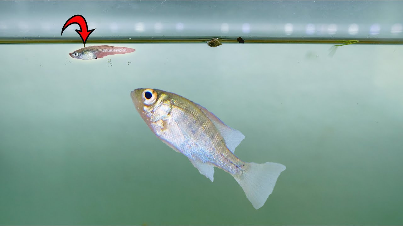 My Pet Bluegill Eats His First Minnow! - YouTube