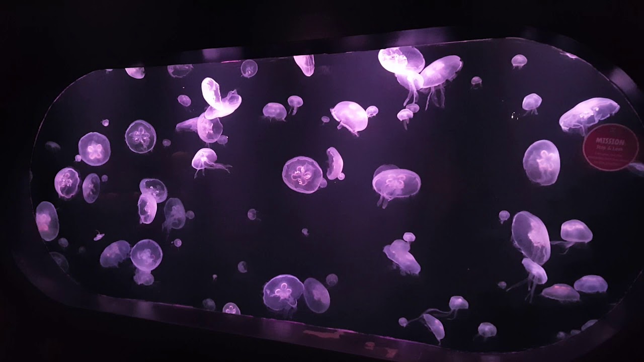 Jellyfish display at Sea Life, Grapevine, TX - YouTube