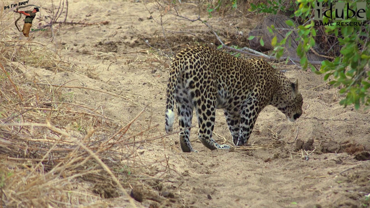 Scotia Female Leopard Roars In A Riverbed - YouTube