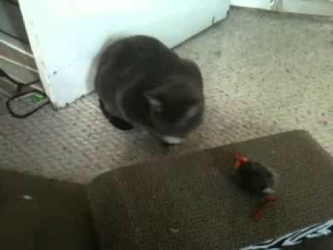 Cat Pouncing on Toy Mouse - YouTube