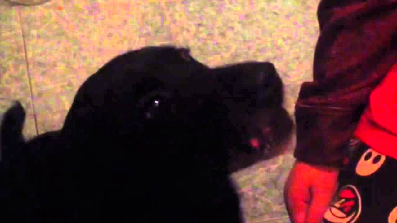 boof boof fast car - YouTube
