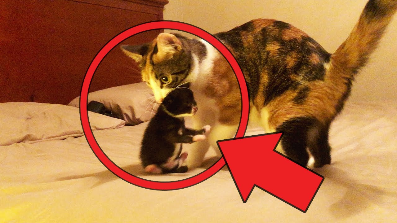 Calico Mother Cat Carries Her Newborn Kittens and Hides Them Under My ...