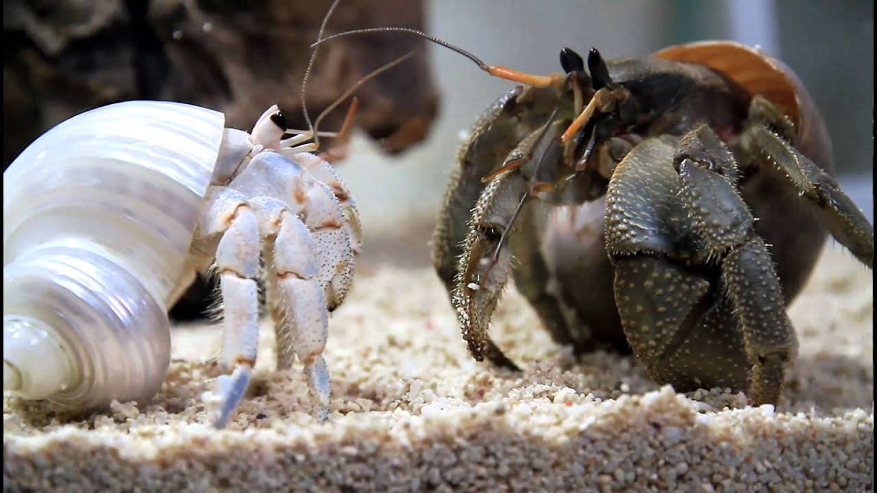 Okinawan hermit crabs IX - Round 1....FIGHT!! [HD] - YouTube