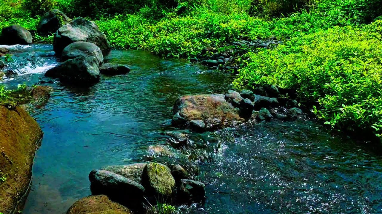 Calming Forest Stream Sounds And Relaxing Nature Scenes For Instant ...