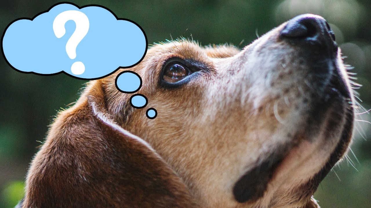 Don't Know What Your Dog Wants? You Need To See This | Dog ...