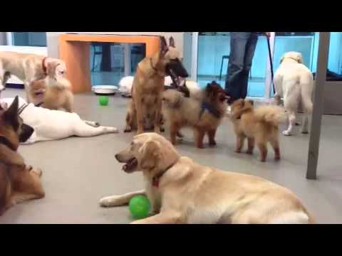 Pup Culture - YouTube