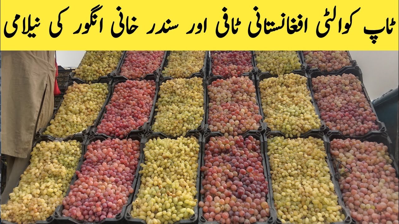 Top quality Afghanistani grapes auction || angor ke nelami || fruit ...
