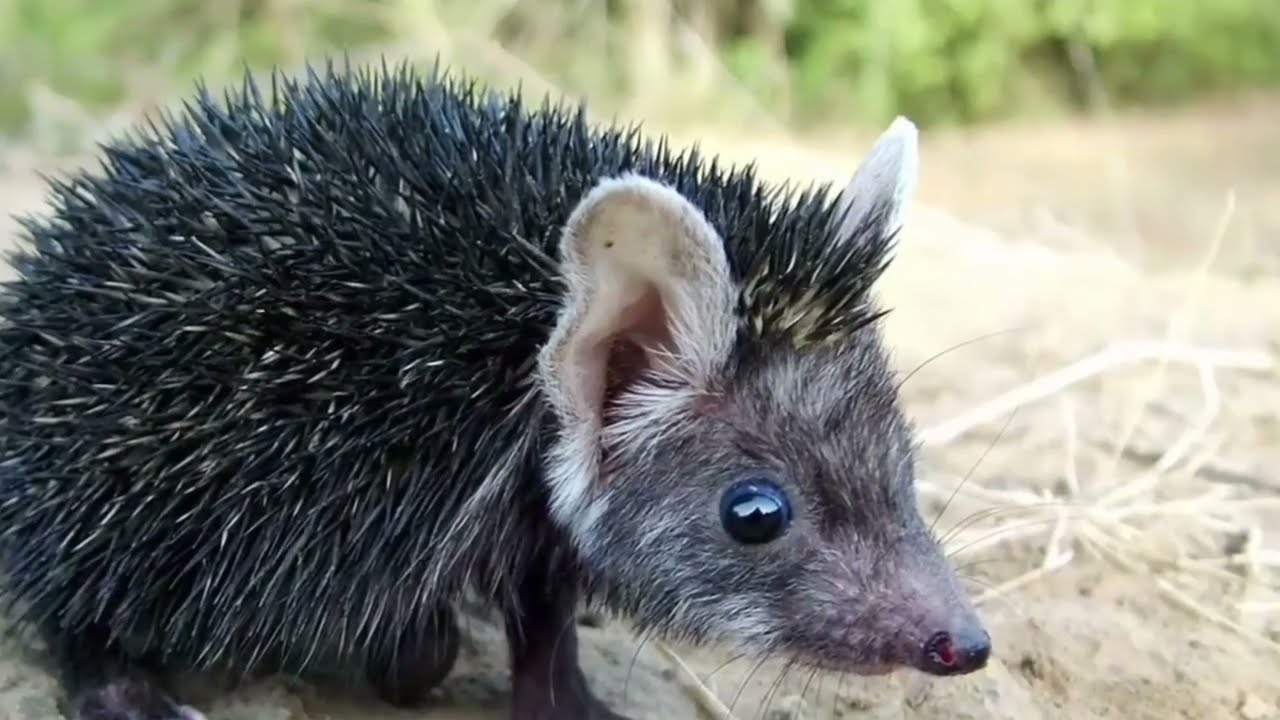 Hedgehog Rat amazing animal world best power full animal. super gyan ...