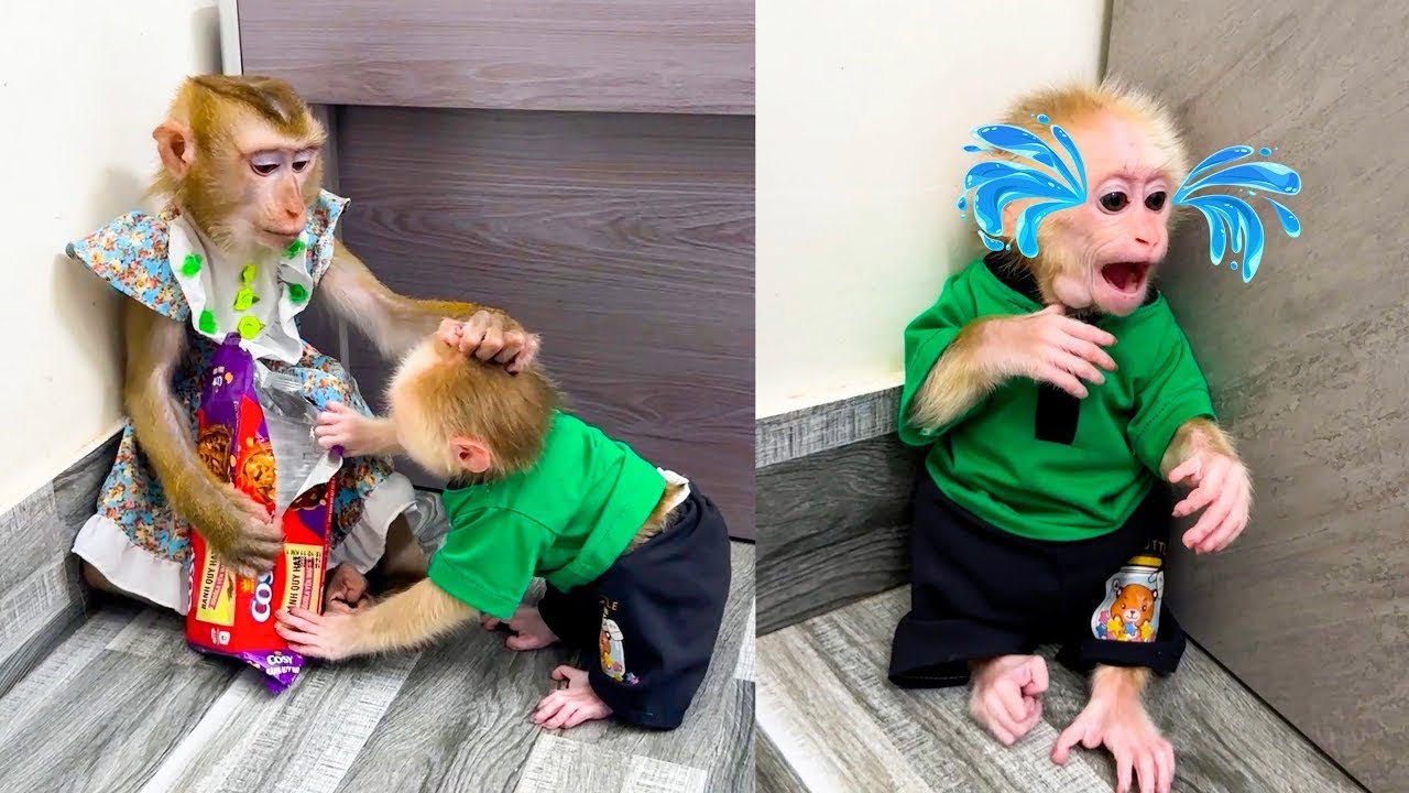 Monkey Mit cried when Monkey Kaka didn't share his cake with her. - YouTube