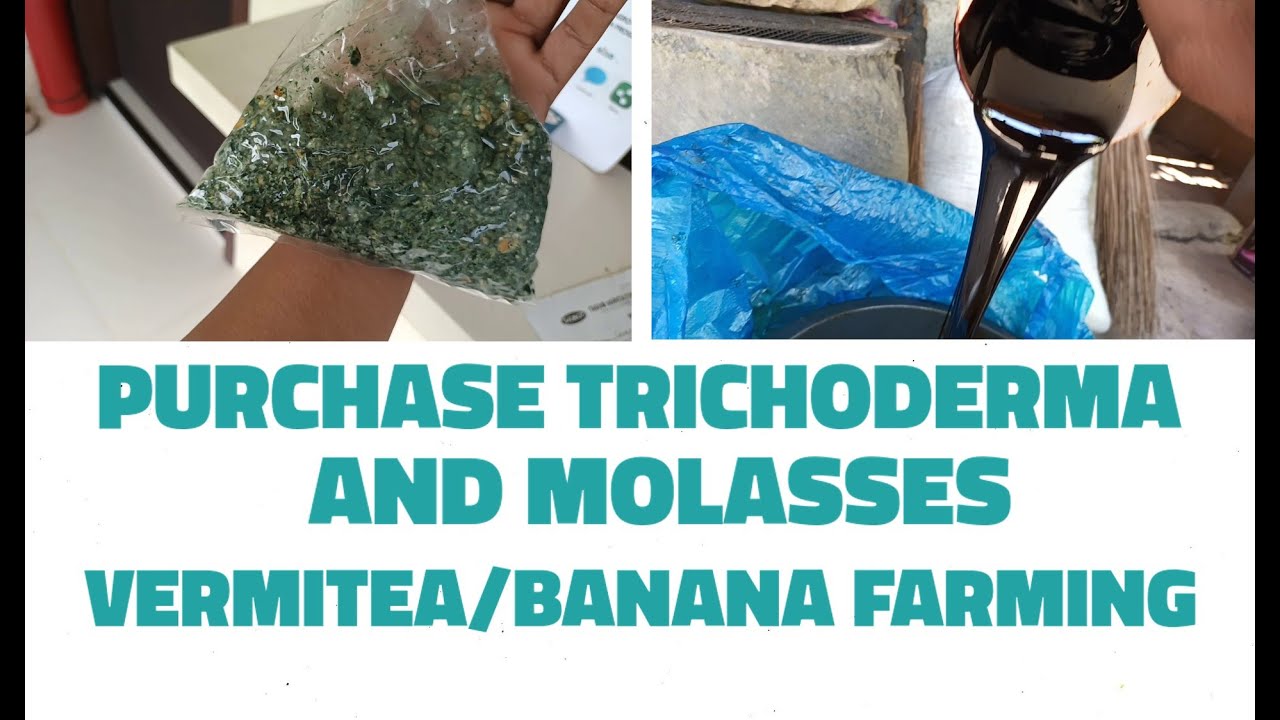 Buying Trichoderma and Molasses for Vermitea/Banana Farming - YouTube