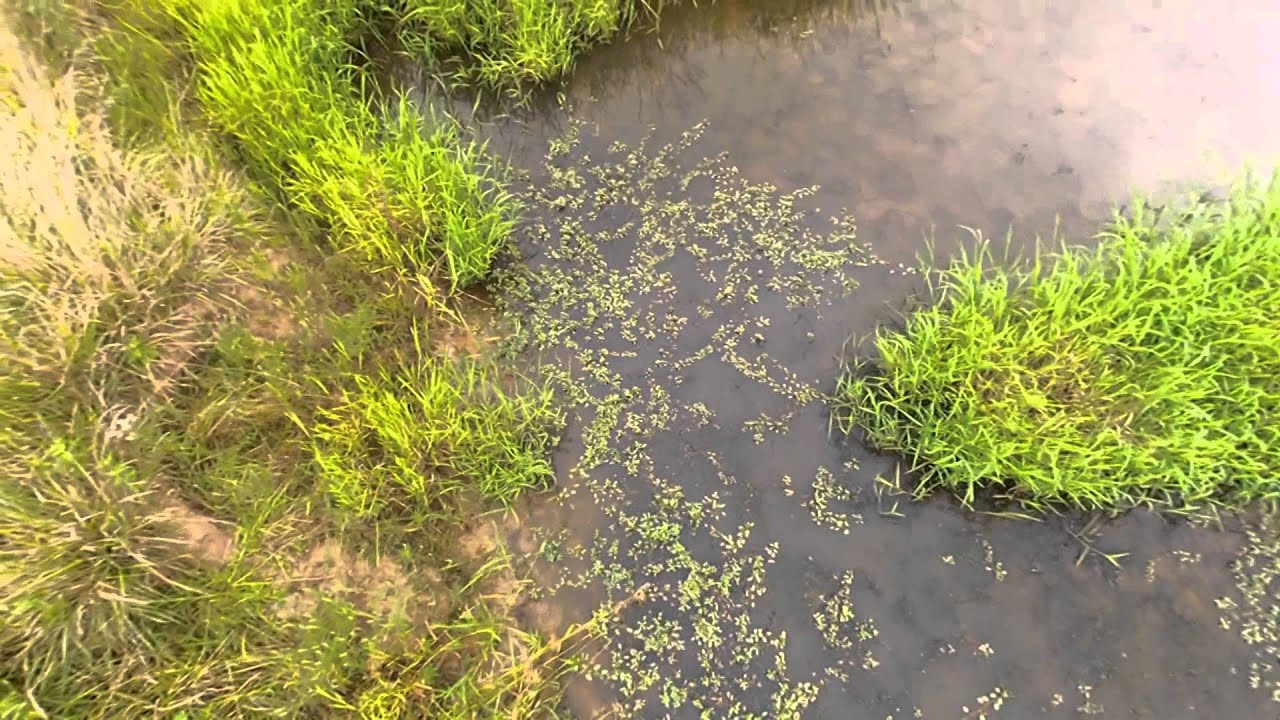 Practicing Low Level FPV Flight - 3DR Y6 - YouTube