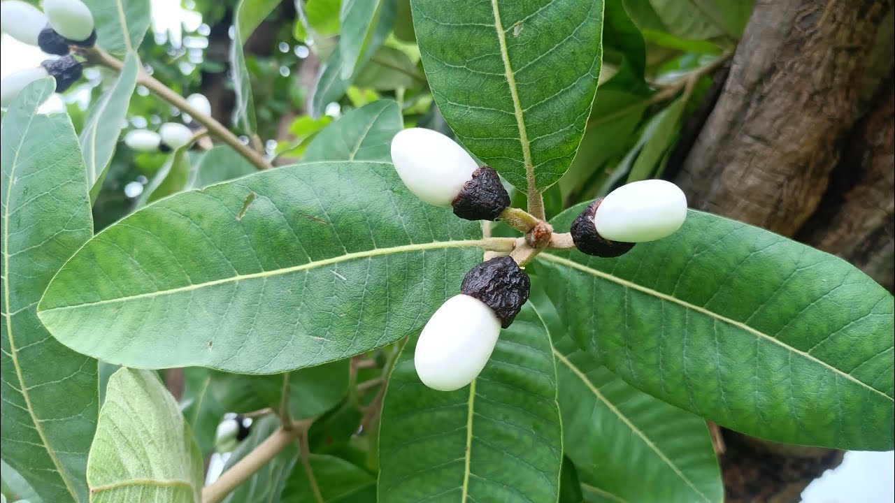 White Biba tree lbhilawa seeds Original 📞9604120694 available call me ...