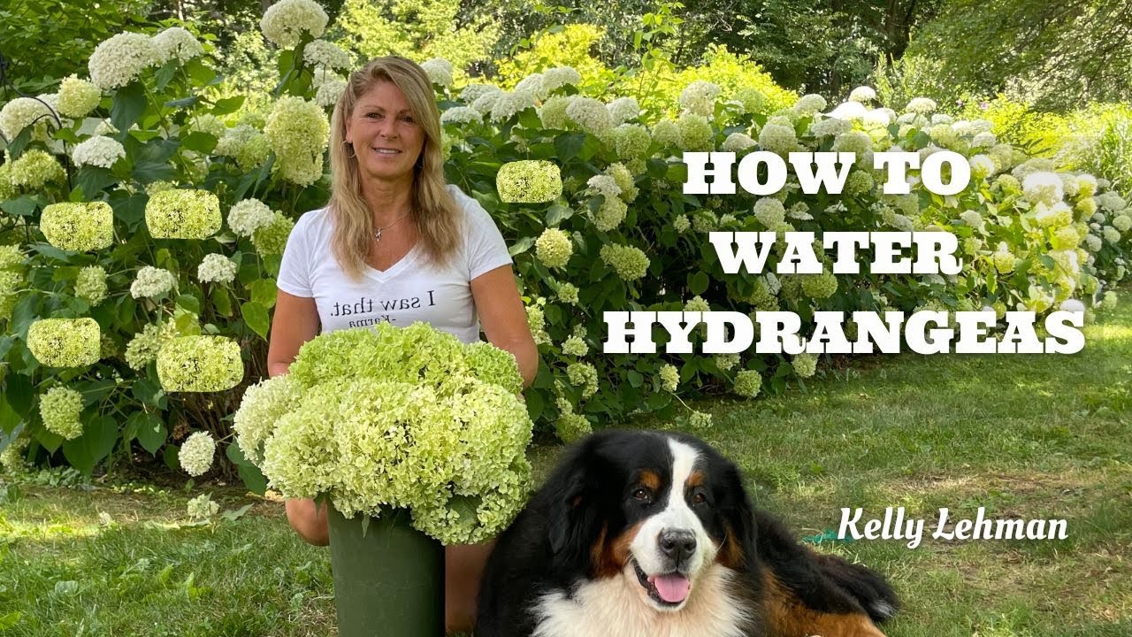 How to Water Hydrangeas | Kelly Lehman - YouTube