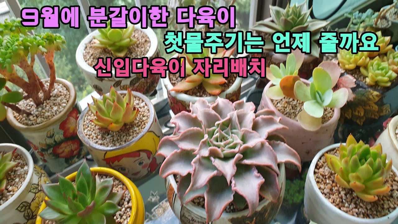 다육이♡9월 분갈이한 다육이 첫물주기는 언제 줄까요💓신입다육이 자리배치💓 Youtube